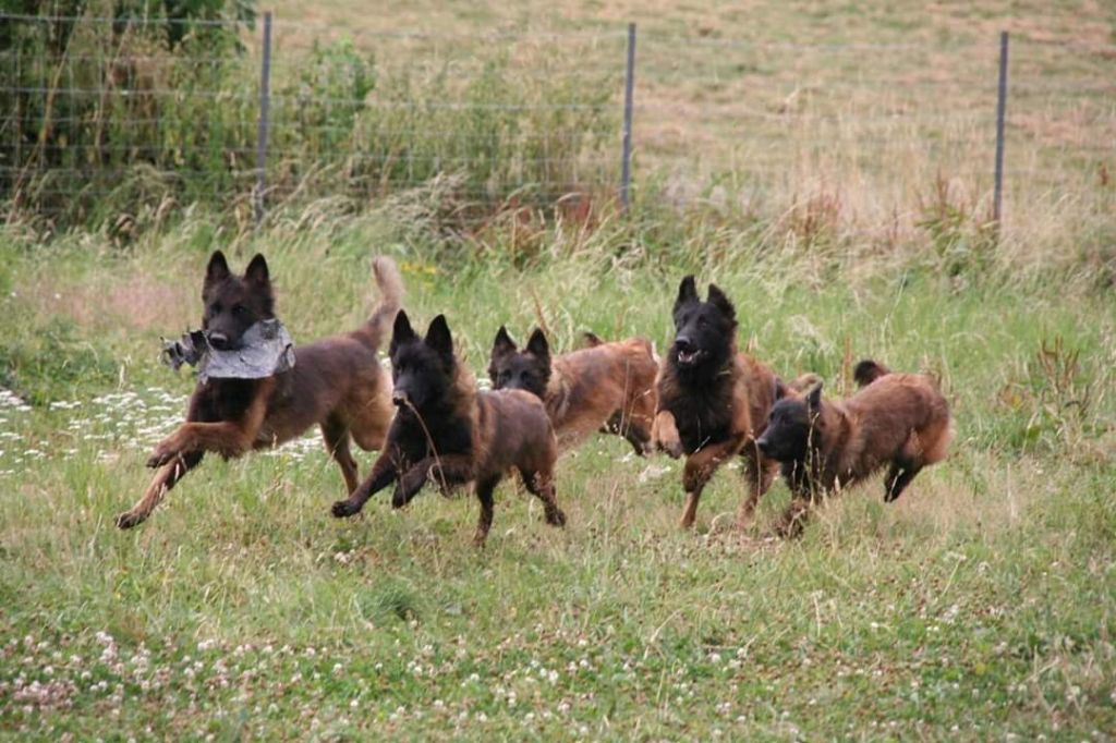Accueil - Elevage De La Patte Sacrée - eleveur de chiens Berger Belge